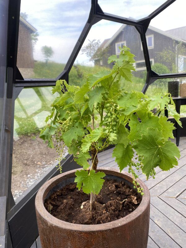 Druer - Praktiske tips for dyrking av druer i drivhus | Hageglede.no