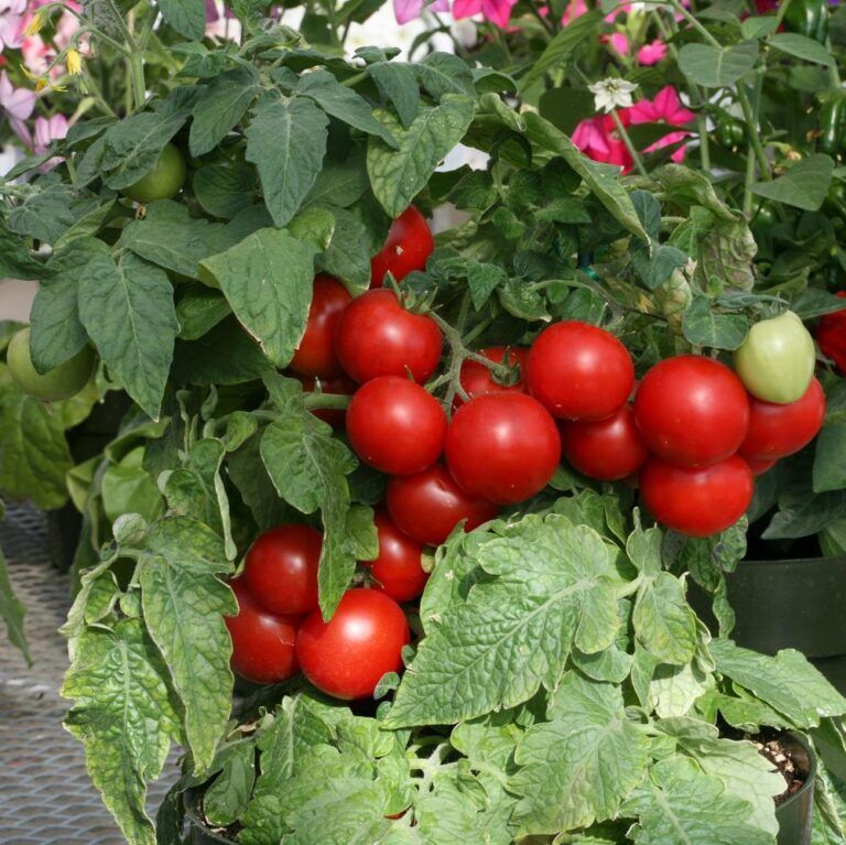 Medium tomatpakke: 4 typer tomat, gjødsel og såutstyr | Hageglede.no