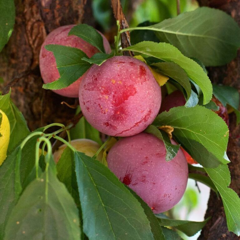 Plomme | Hageglede.no | Nettbutikken for den hageglade